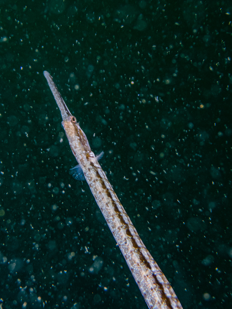 kelp pipefish from San Diego County, CA, USA on September 17, 2023 at ...