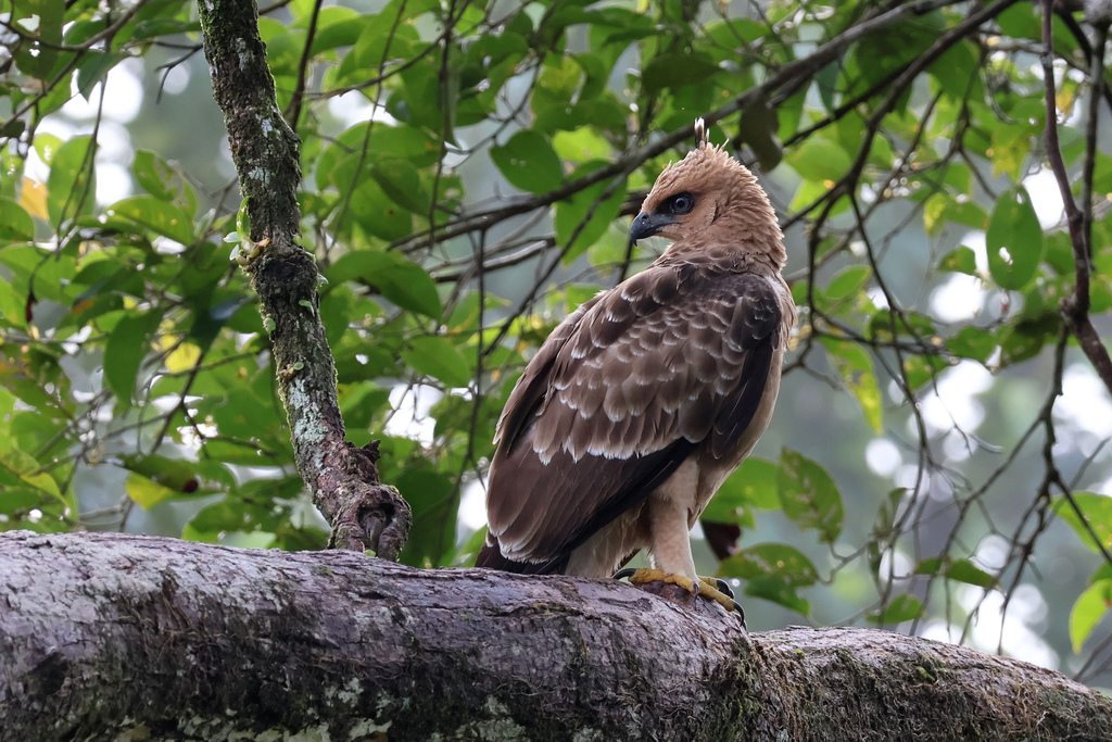 Wallace's Hawk-Eagle in August 2023 by Wilson Yau · iNaturalist