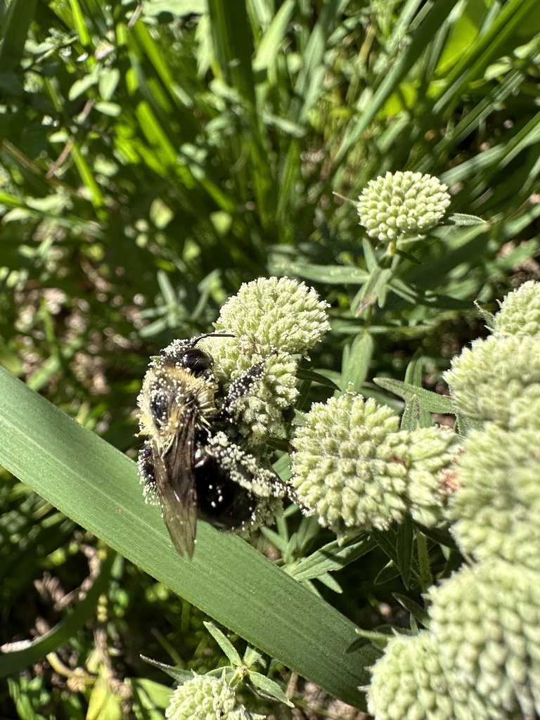 Bumble Bees from Morse-Kelley Playground, Somerville, MA, US on ...