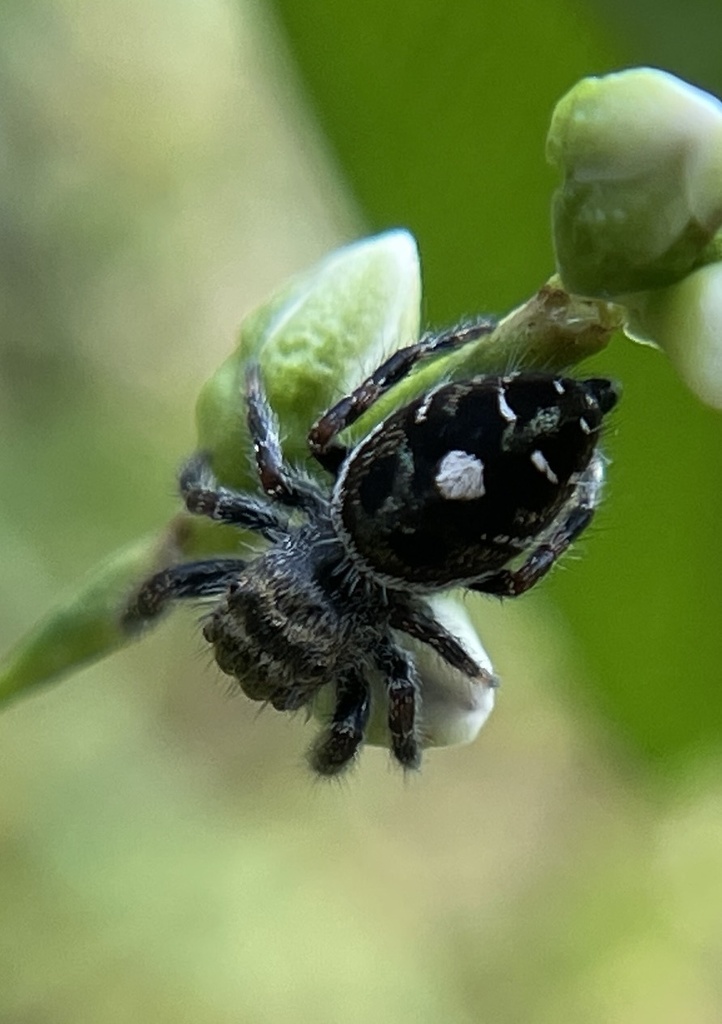 Bold Jumping Spider from Cedar Niles Park, Olathe, KS, US on September ...