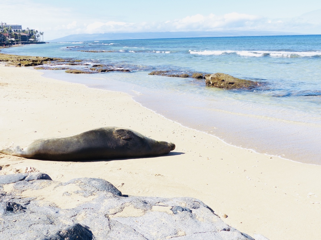 Earless Seals (Phocidae) - Marine Life Identification