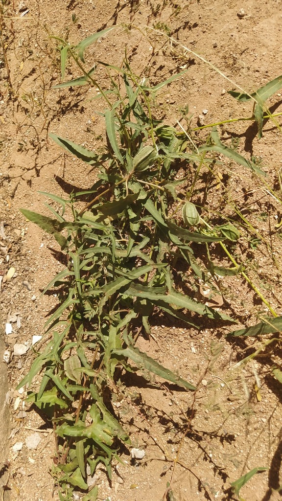 southwestern pipevine from Benjamín Hill, Son. on September 16, 2023 at ...