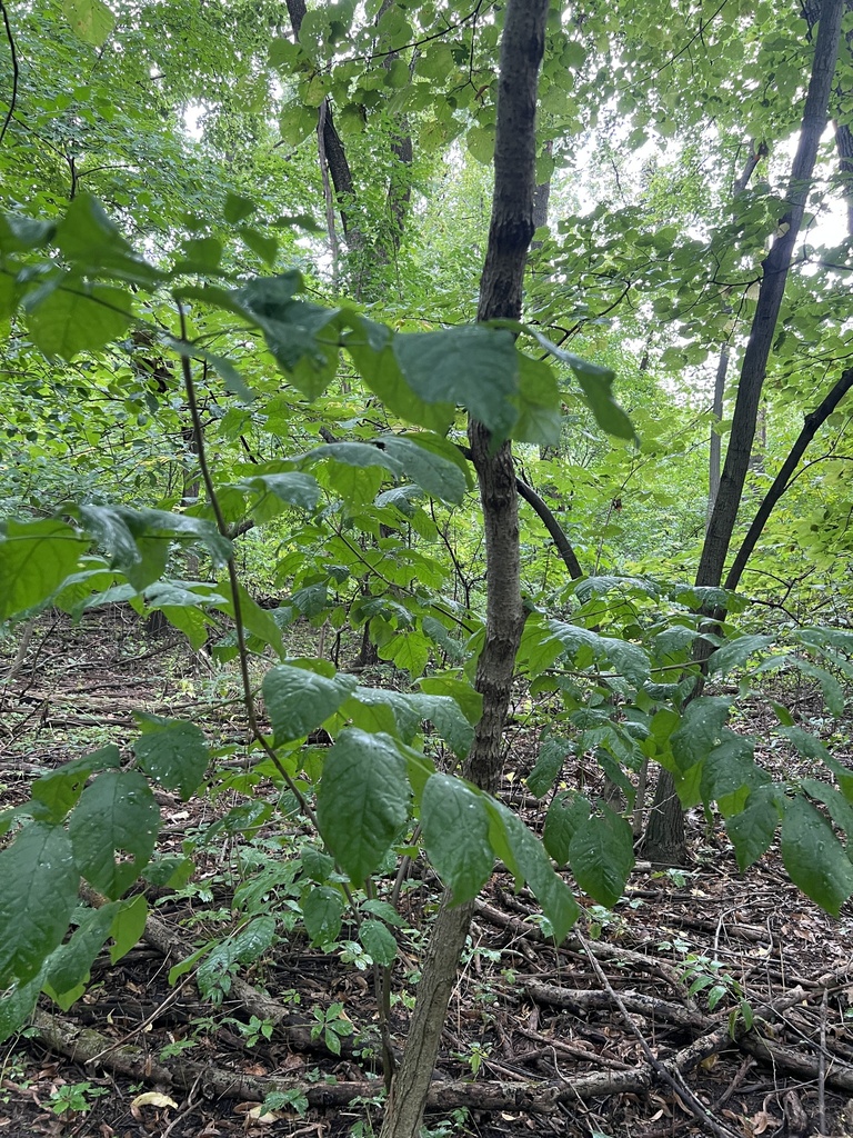 white ash from Maple Grove County Forest Preserve, Downers Grove, IL ...
