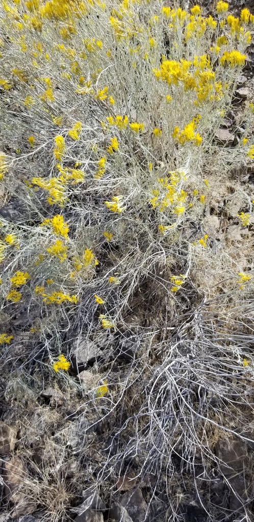Rubber Rabbitbrush from Maupin, OR, USA on September 17, 2023 at 12:31 ...
