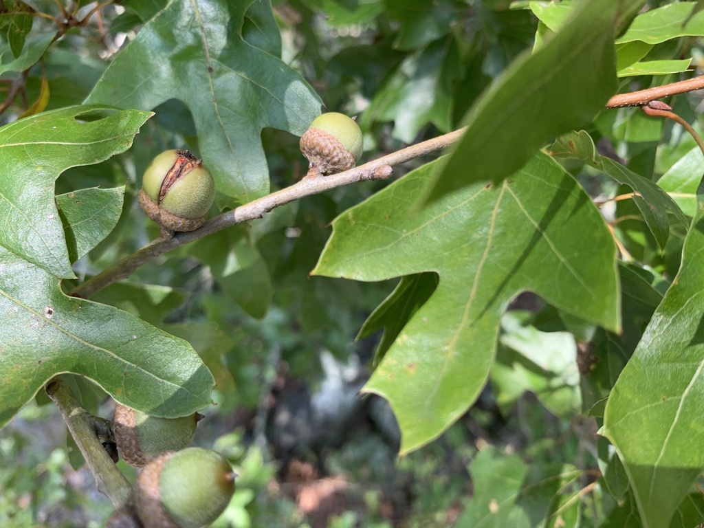 Georgia Oak from Stonecrest, GA, US on September 17, 2023 at 02:17 PM ...