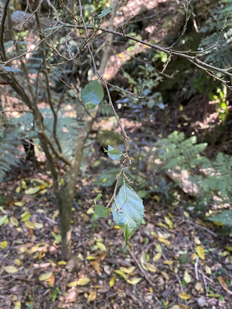whalebone tree in September 2023 by runswild · iNaturalist