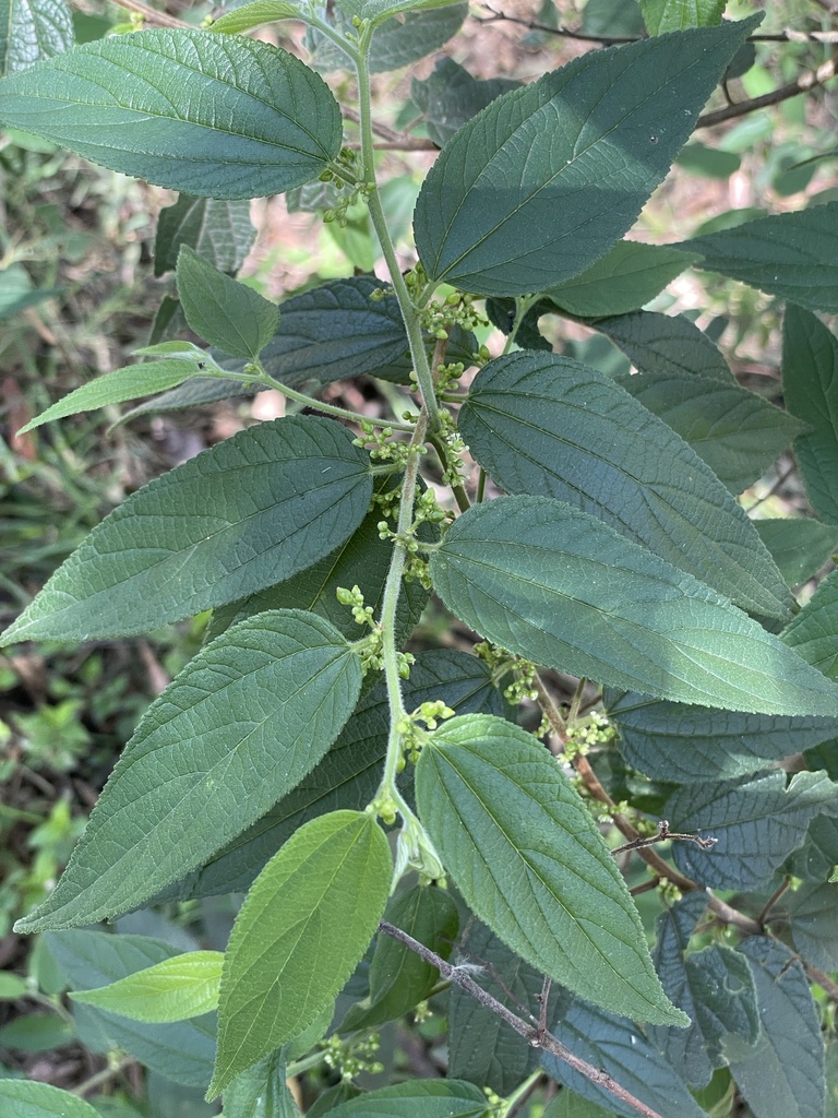 Nettle Tree from Moledina Cr, Mount Crosby, QLD, AU on November 3, 2022 ...
