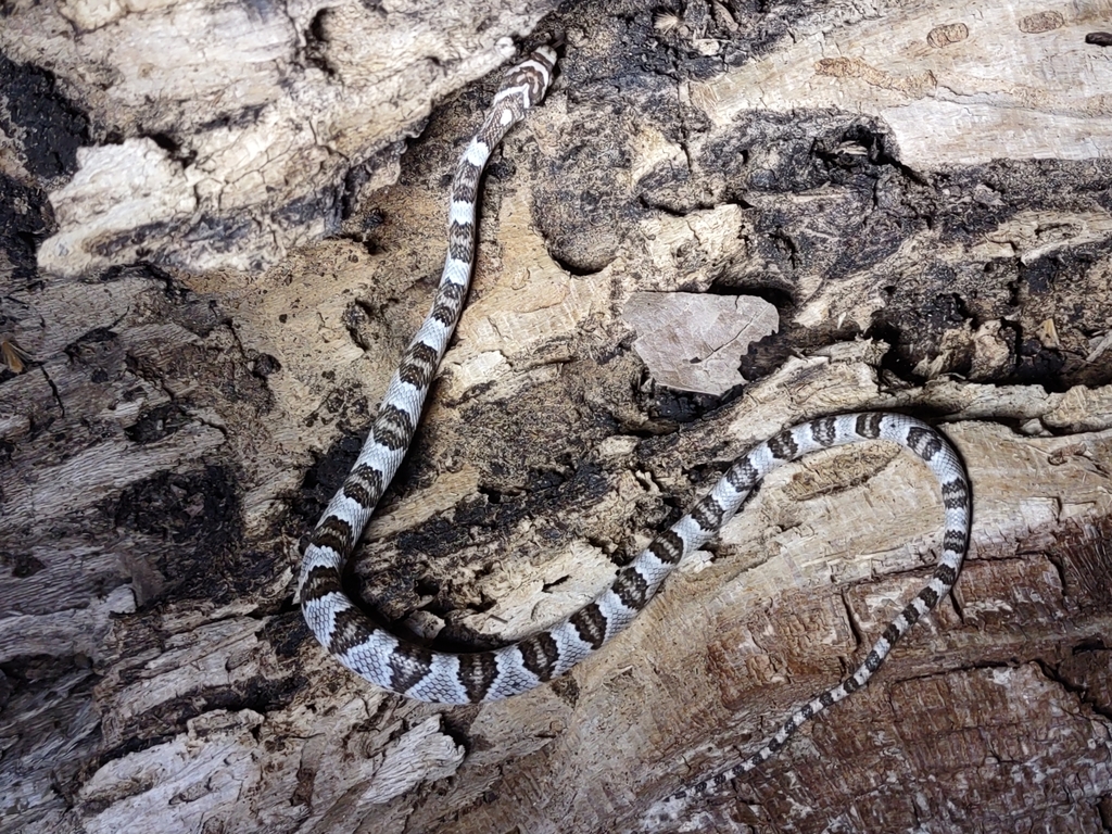 Sonoran Lyre Snake in September 2023 by Tyler B · iNaturalist