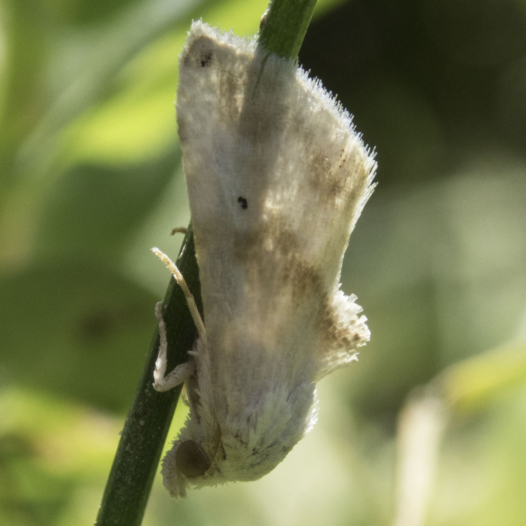 Everlasting Bud Moth from Santa Clara County, CA, USA on September 17 ...