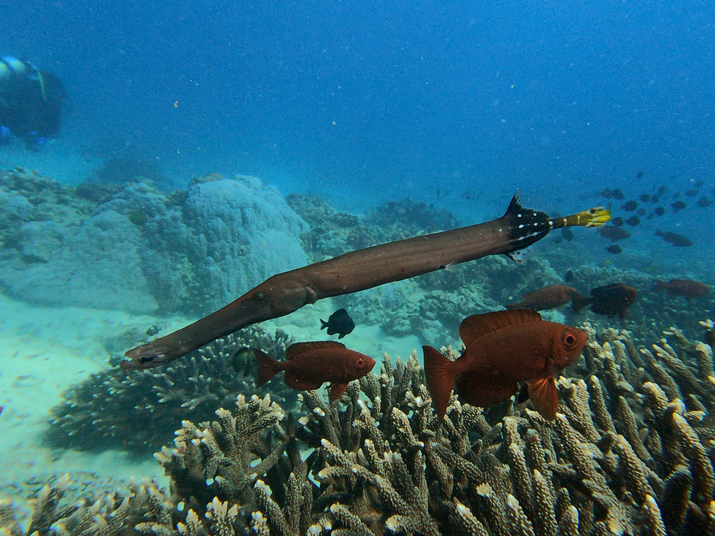 Pacific Trumpetfish on September 17, 2023 at 10:19 AM by mbp349. Plate ...
