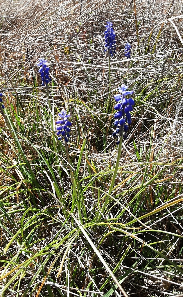 Garden Grape-hyacinth from Rydal NSW 2790, Australia on September 17 ...