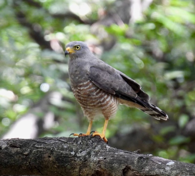 Roadside Hawk from Limón, Talamanca, Costa Rica on August 17, 2023 at ...