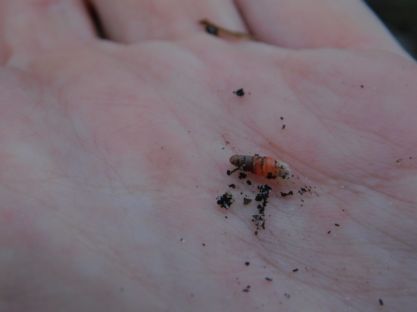 Gulella L.Pfeiffer, 1856