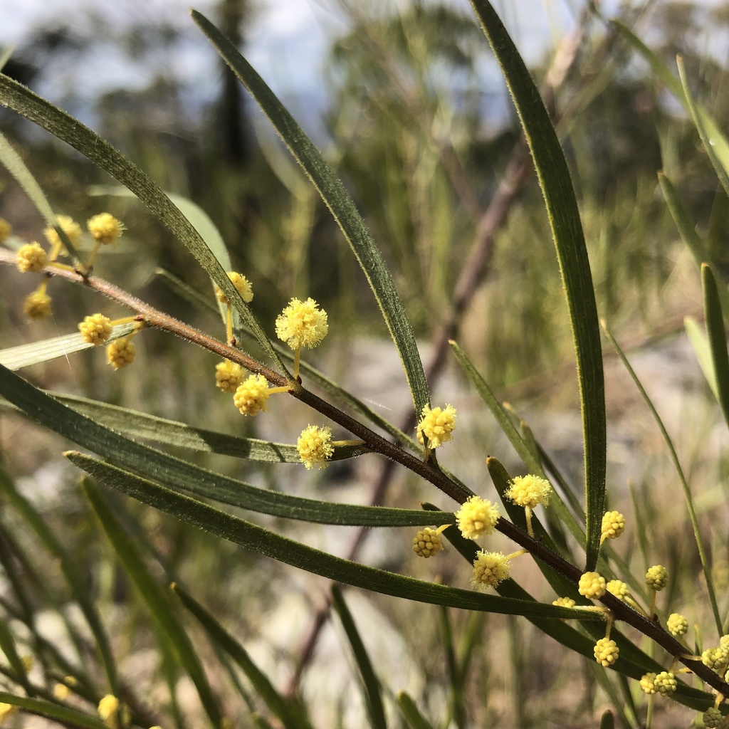 swamp wattle from Moogerah Peaks National Park, Mount French, QLD, AU ...