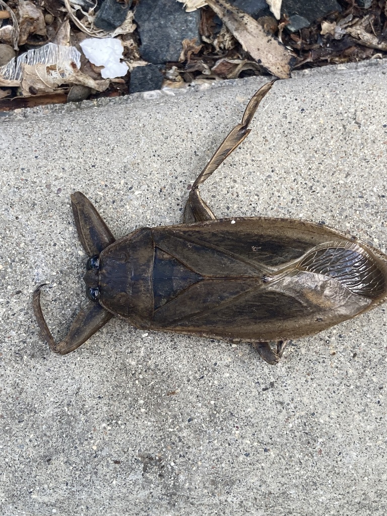 American Giant Water Bug from Carillon Way, Steinbach, MB, CA on ...