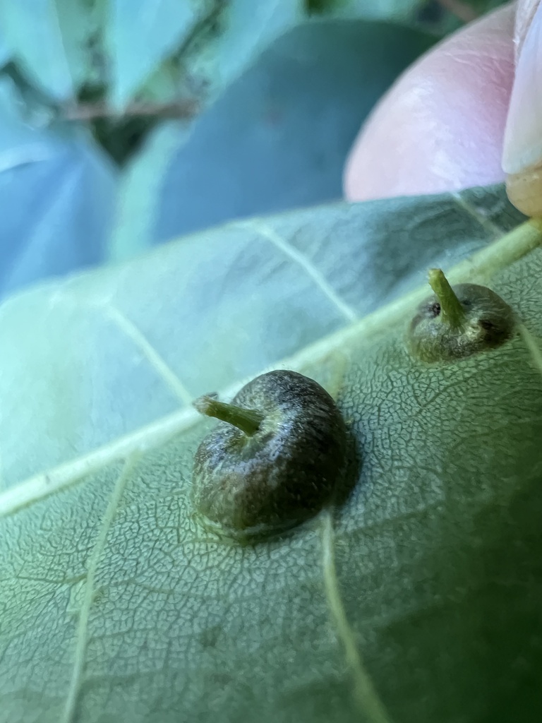 Phylloxera notabilis from Middle St, Vienna, MD, US on September 16 ...