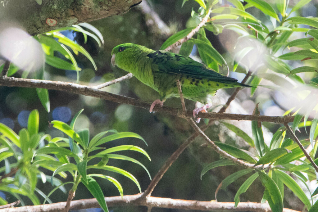 Barred Parakeet in September 2023 by Kike Heredia (Birding Tours ...