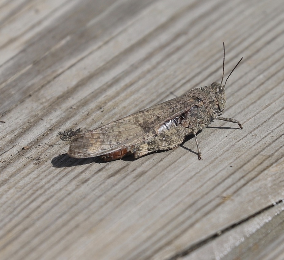 Carolina Grasshopper from Saint-Laurent, Montreal, QC, Canada on ...