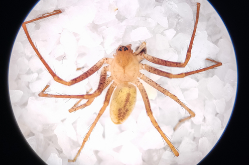 Monapia lutea · iNaturalist United Kingdom