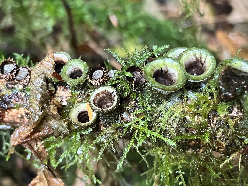 Nidula in September 2023 by alexbarnard · iNaturalist