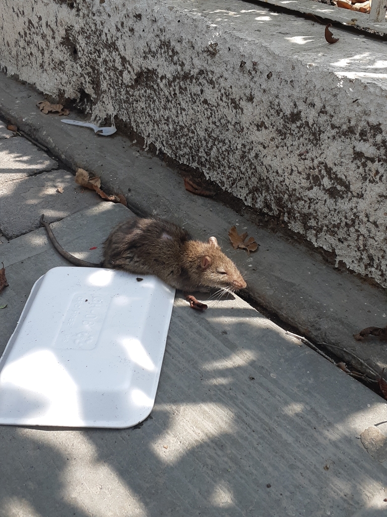 Brown Rat from 11580 Ciudad de México, CDMX, México on September 17 ...