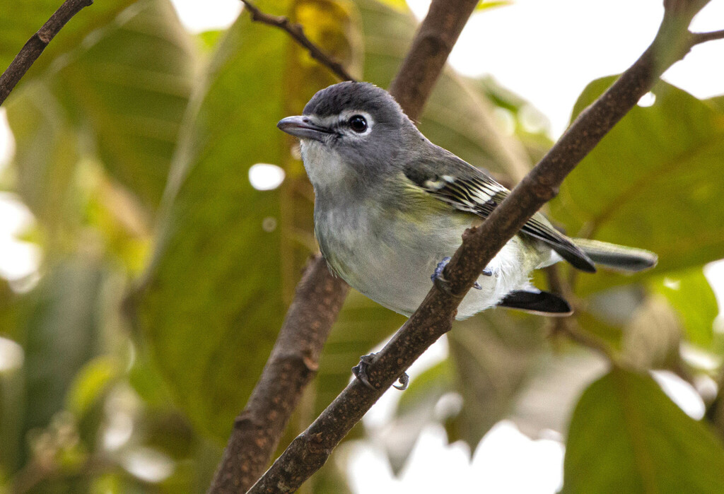 Blue-headed Vireo from Tapalapa, Chis., México on January 21, 2023 at ...