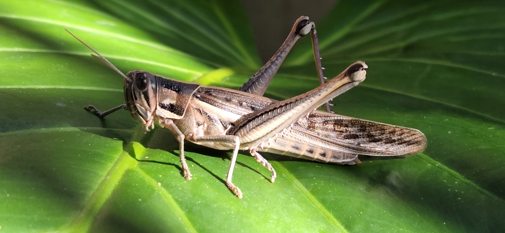 Spur-throated Locust from Greenwith,SA 5125 on July 8, 2022 at 01:36 PM ...