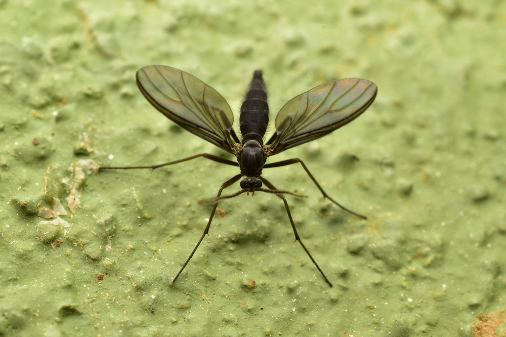 Dark-winged Fungus Gnats from Purires, San José, Atenas, Costa Rica on ...