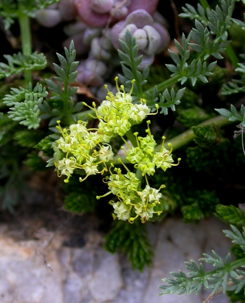 Snowline Springparsley from Elko County, NV, USA on July 15, 2005 at 01 ...