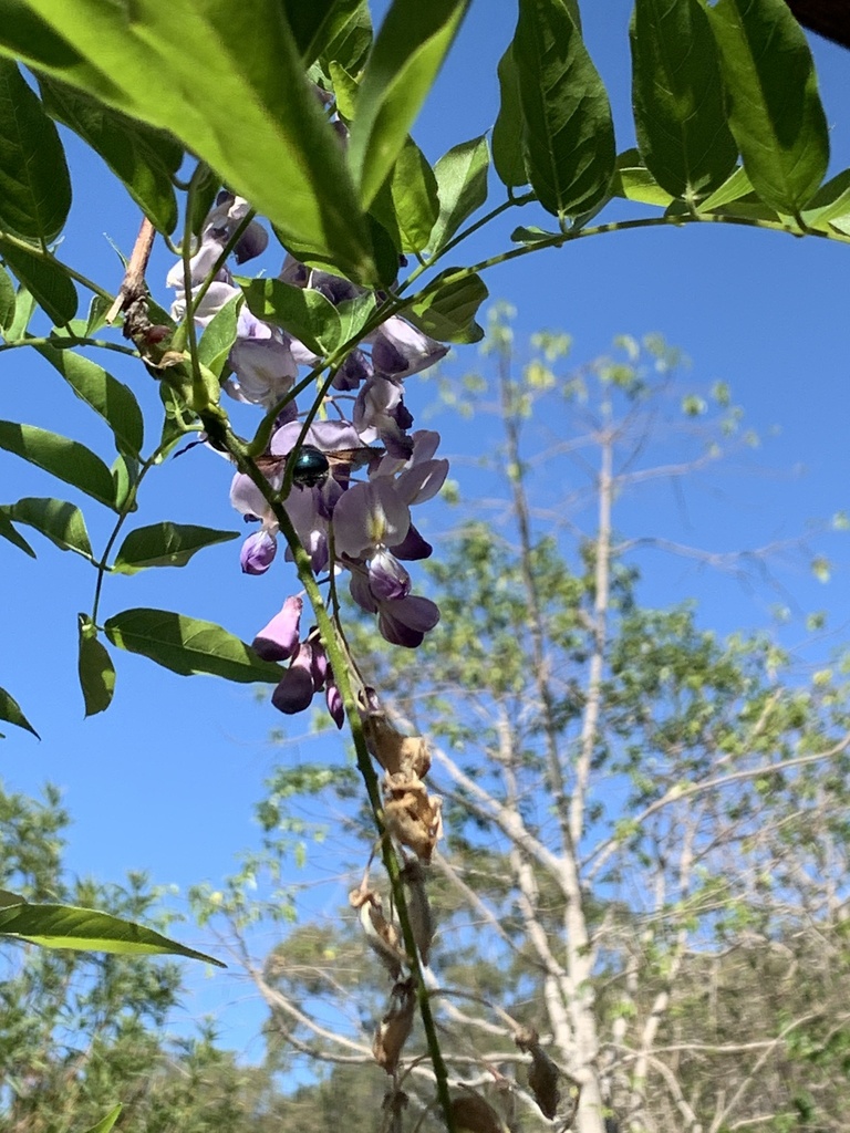 Native Wisteria from Toula Ct, Advancetown, QLD, AU on September 18 ...
