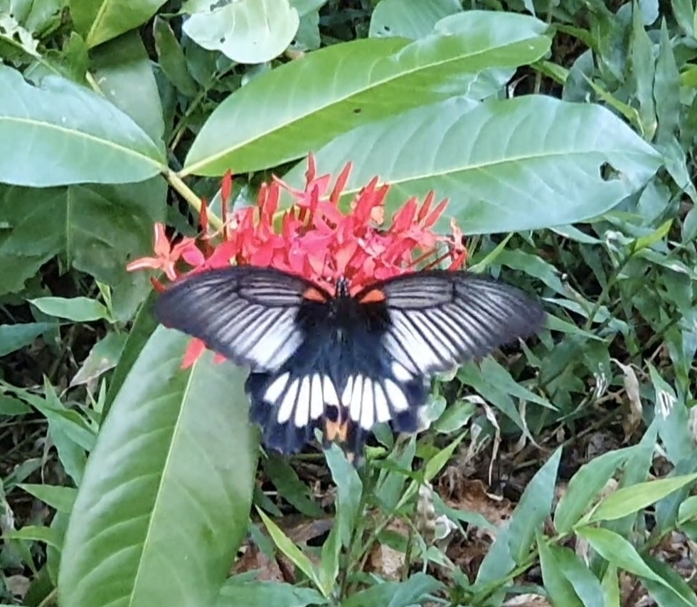 Papilio memnon thunbergii from Ta-taki Waterfall on September 17, 2023 at 04:18 PM by klaus0511 ...