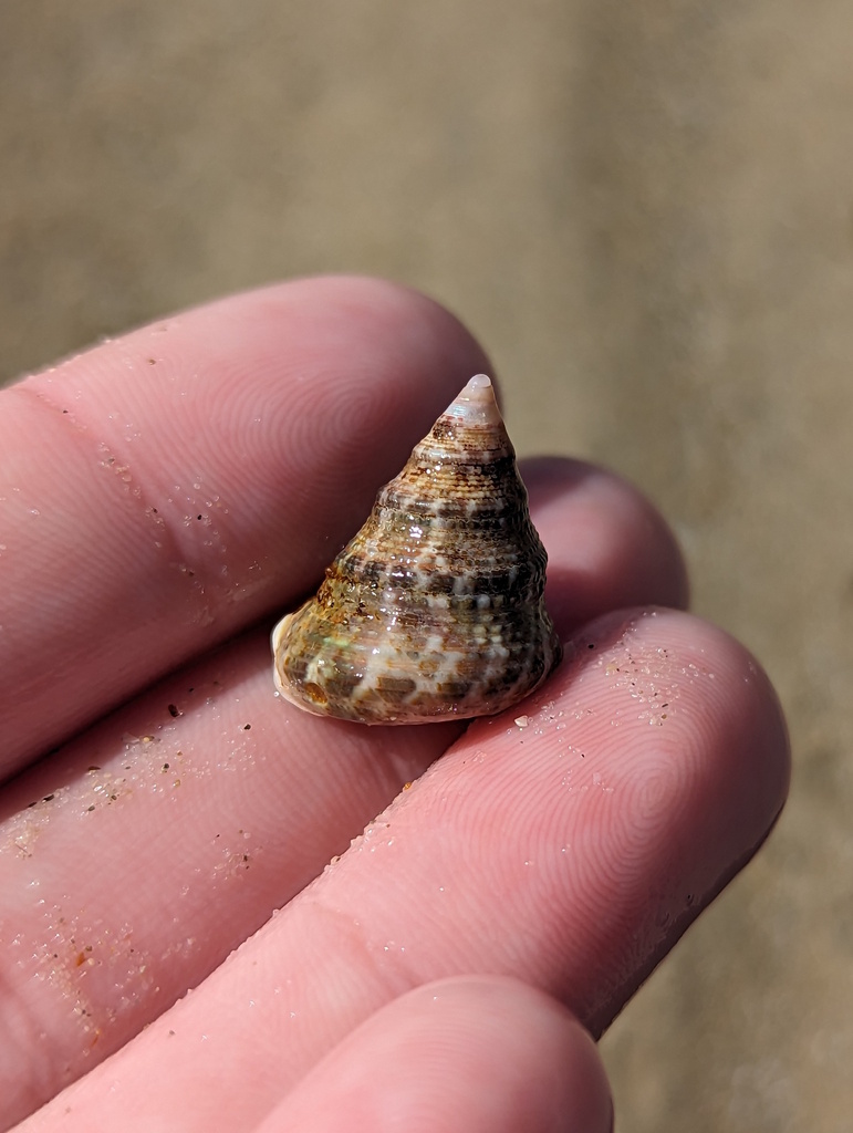 Spotted strawberry top shell from Livingstone - Pt B, Queensland ...