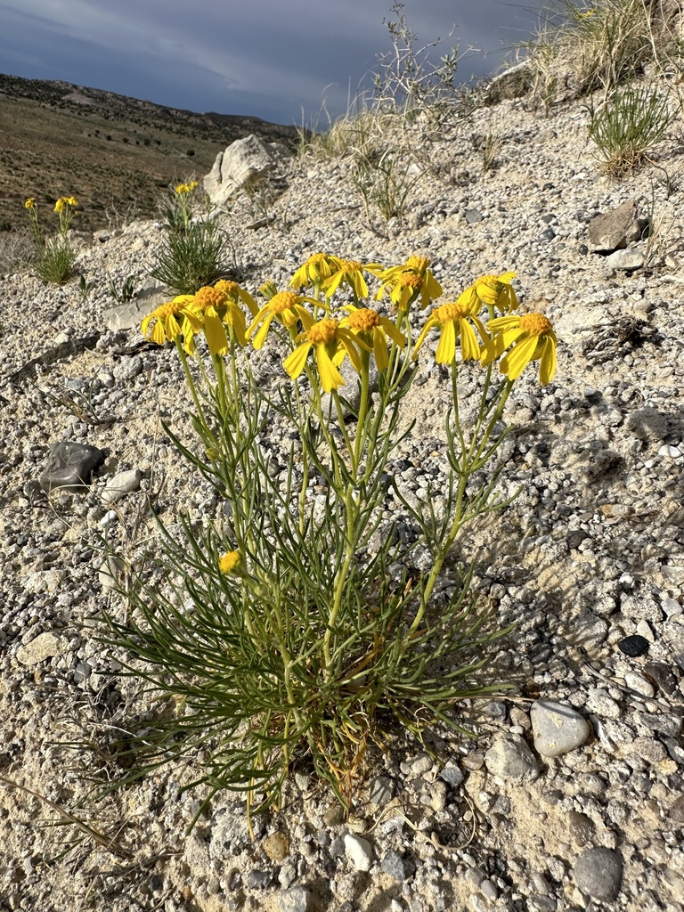 Pingue Rubberweed from Capitol Reef National Park, Wayne, Utah, United ...