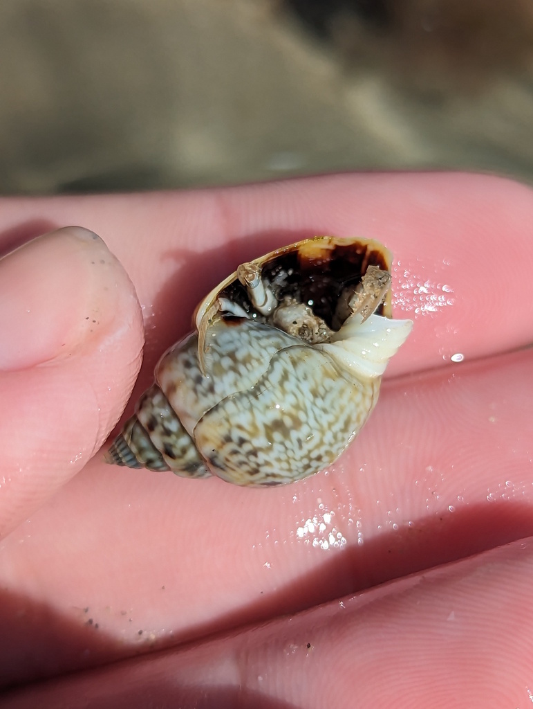 Nassarius graphiterus from The Keppels QLD 4700, Australia on September ...