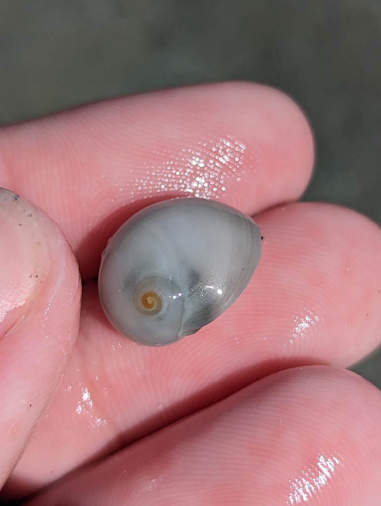 Bladder Moon Snail from The Keppels QLD 4700, Australia on September 13 ...