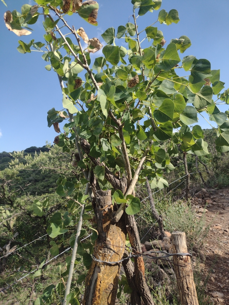 American Coral Tree from 36926 Gto., México on September 17, 2023 at 04 ...