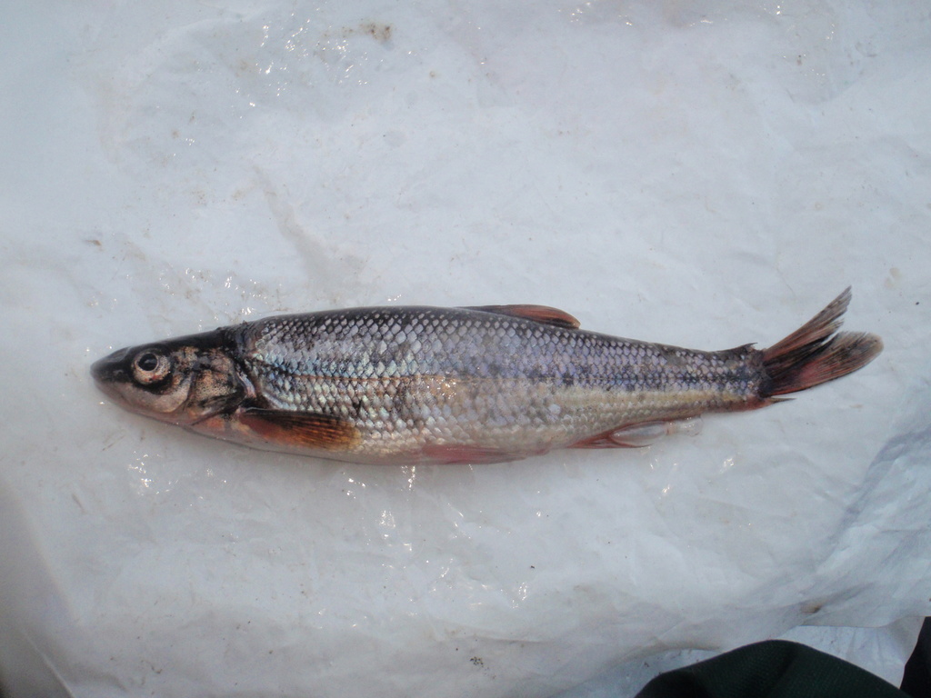 Lake Chub in September 2009 by Rob Foster · iNaturalist