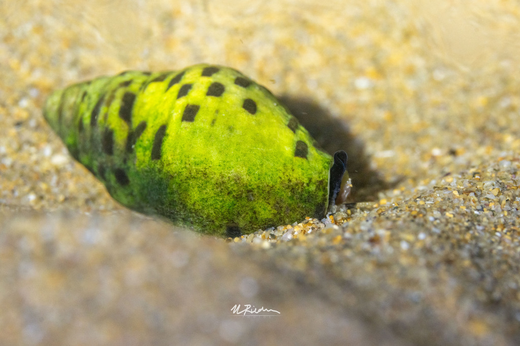 Lineated cominella from 9-13 Point Lonsdale Rd, Point Lonsdale VIC 3225 ...