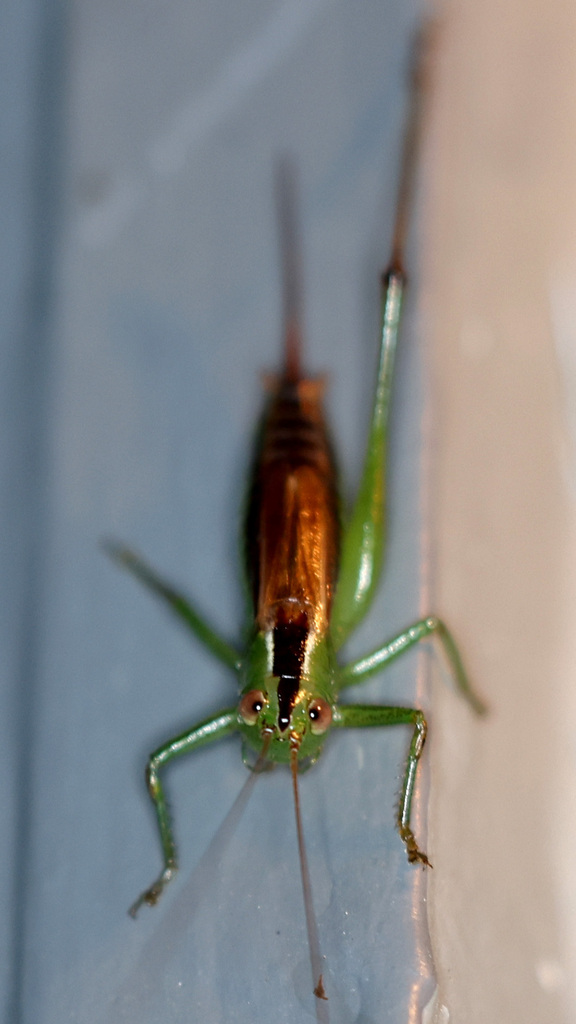 Short-winged Meadow Katydid from Shepard Settlement, Onondaga County ...