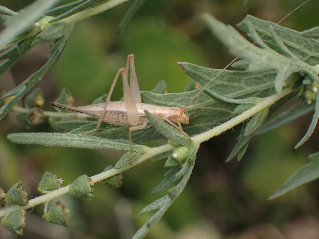 Western Tree Cricket from Louis Robidoux Nature Center, Jurupa Valley ...