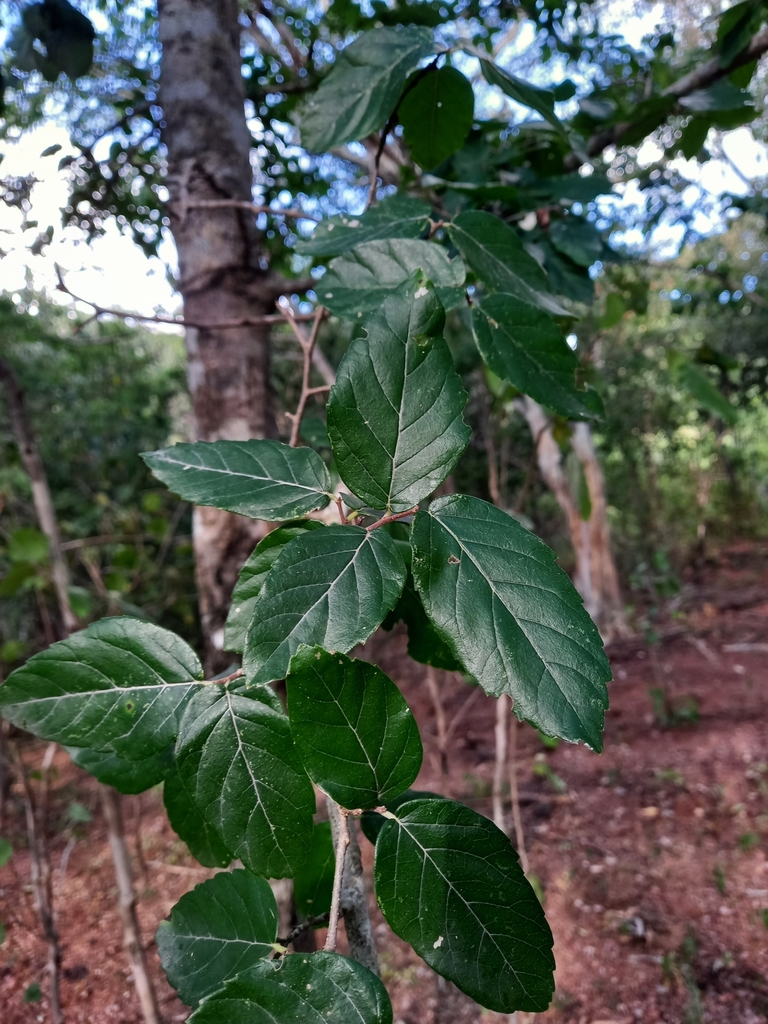 Phyllostylon rhamnoides from Totogalpa, Nicaragua on September 14, 2023 ...