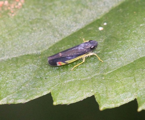 Onukia flavimacula · Naturalista Costa Rica