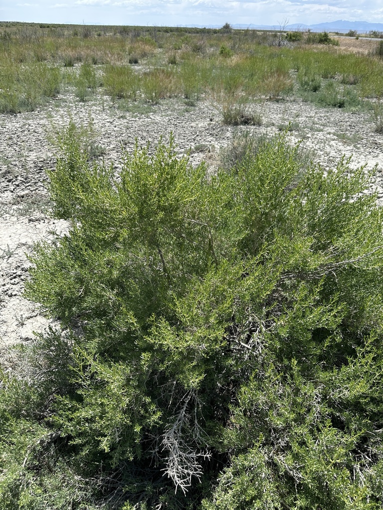 Greasewood from Millard, Utah, United States on June 7, 2023 at 02:45 ...