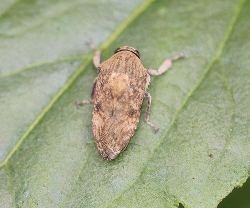 Genus Balala · iNaturalist