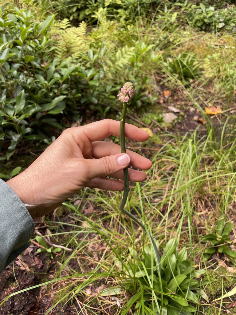 swamp pink in September 2023 by lillybyrd. Excited to see this for the ...