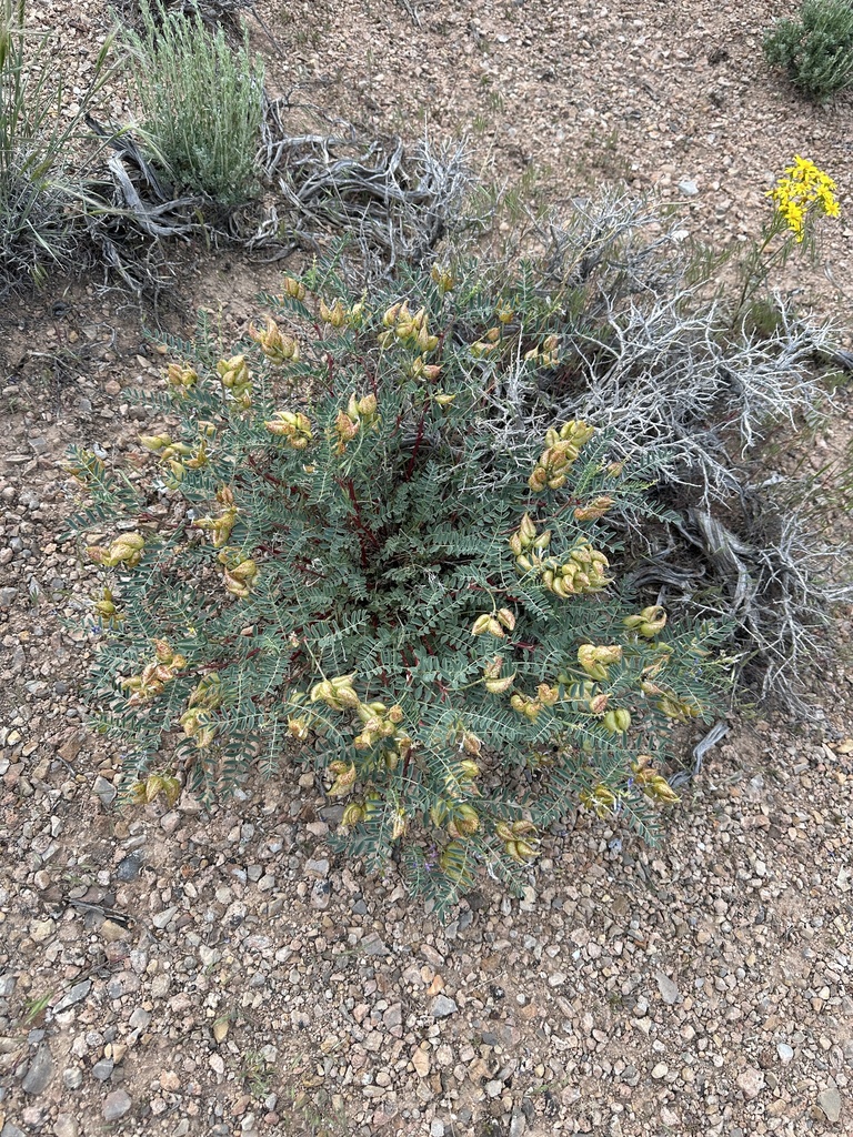 Freckled Milkvetch from White Pine County, NV, USA on June 7, 2023 at ...