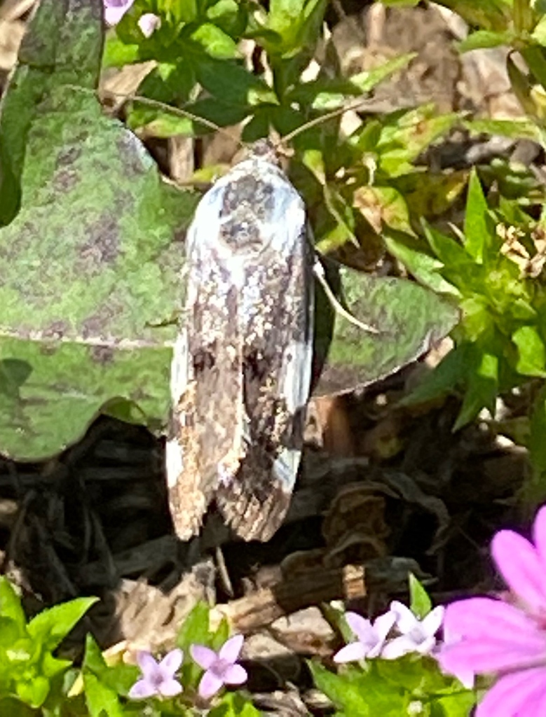 Exposed Bird Dropping Moth from Northumberland County, VA, USA on May ...