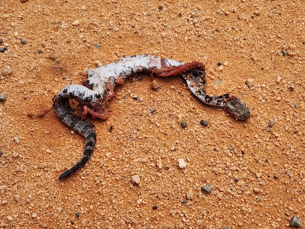Timber Rattlesnake from Reynolds, GA 31076, USA on September 16, 2023 ...