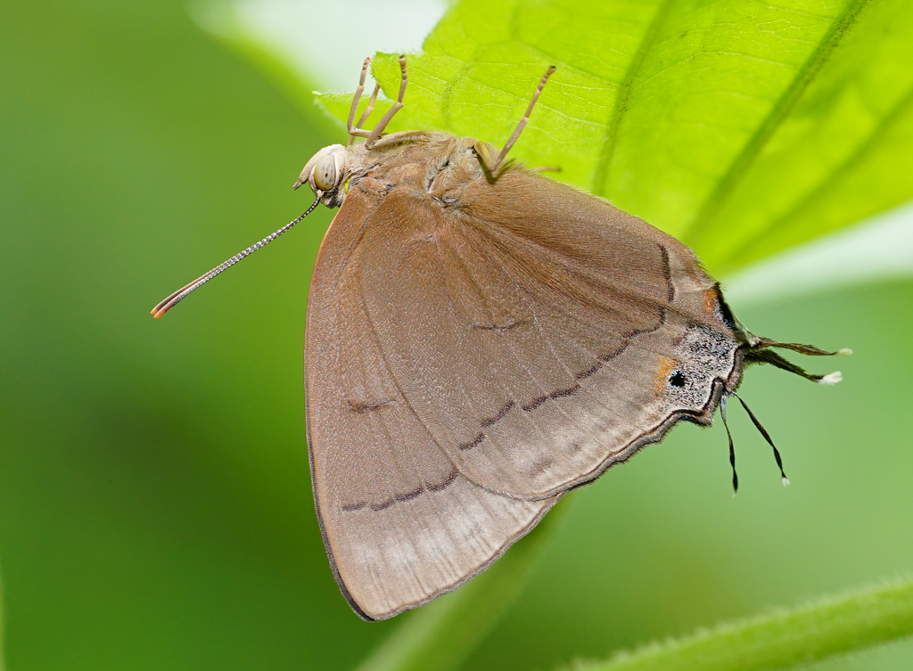 Flash Royal from Yang Hak, Pak Tho District, Ratchaburi, Thailand on ...