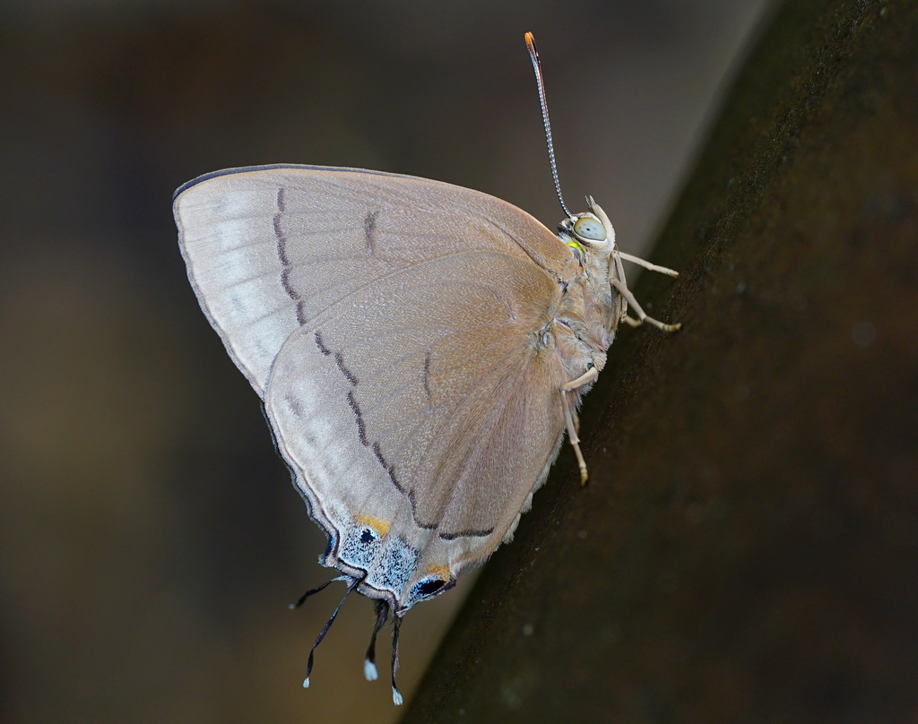Flash Royal from Yang Hak, Pak Tho District, Ratchaburi, Thailand on ...